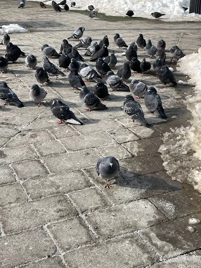 Satire: Government spy pigeons go on strike - The Strand
